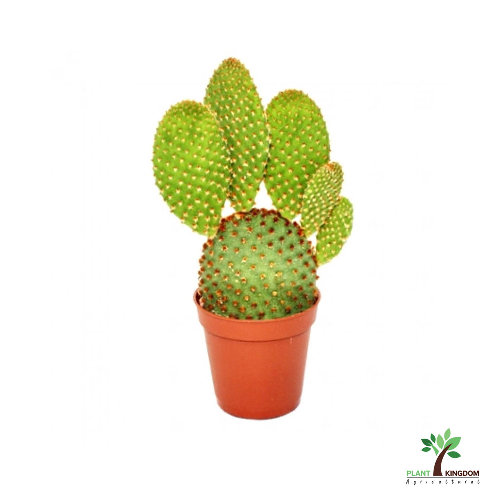 Carpentaria Palm – Carpentaria Acuminata - Plant Kingdom UAE