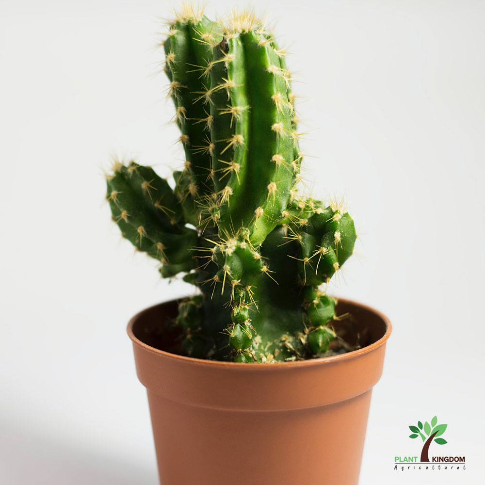Caralluma Cactus-Caralluma Adscendens - Plant Kingdom UAE