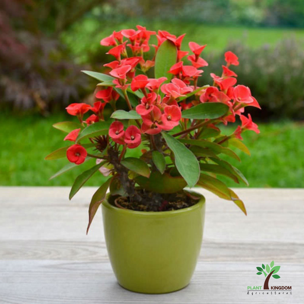 Christ Plant-Euphorbia Milii - Plant Kingdom UAE