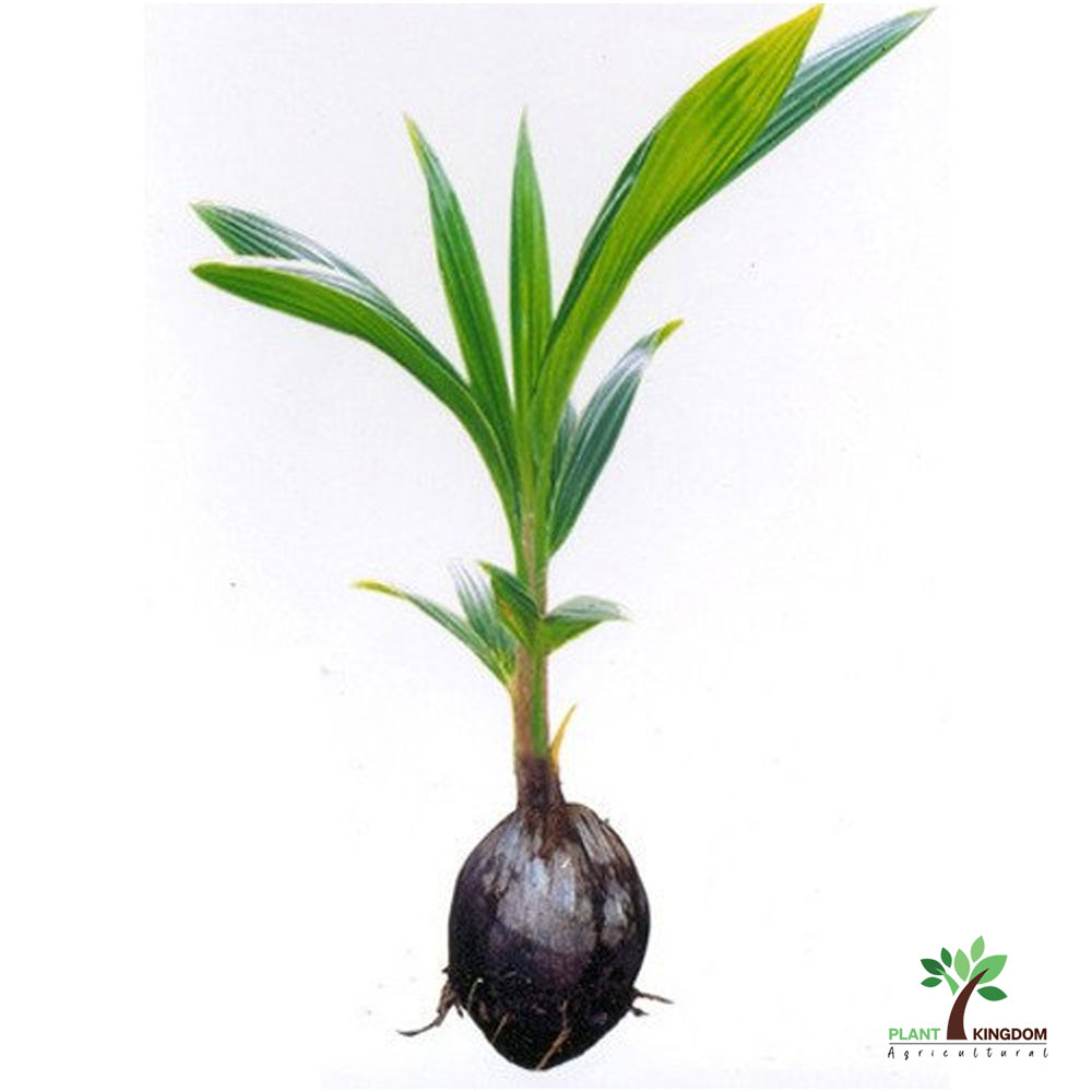 Ehretia Microphylla Cone shape - Plant Kingdom UAE