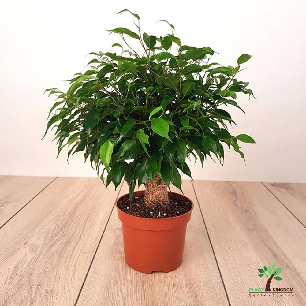 Ficus Benjamina Green Kinky – Dwarf Weeping Fig - Plant Kingdom UAE