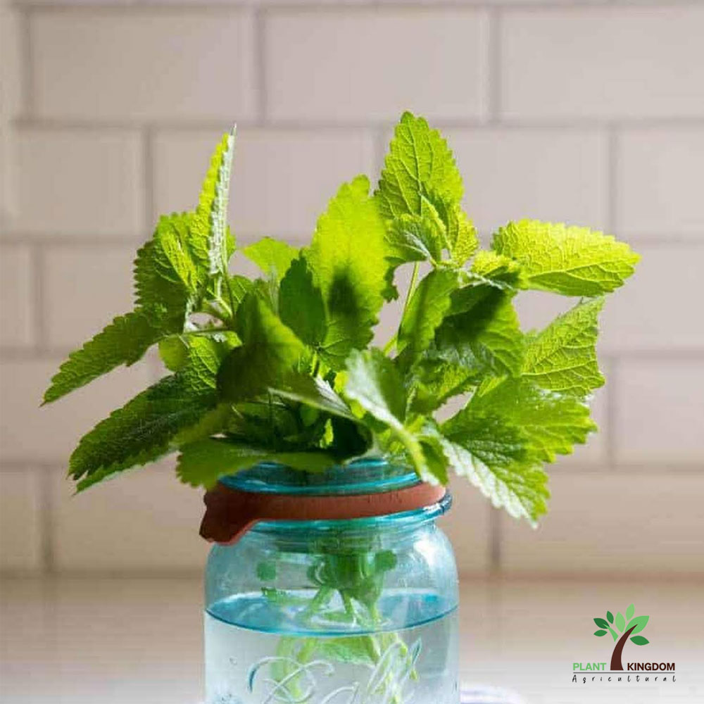 Ehretia Microphylla Ball shape - Plant Kingdom UAE