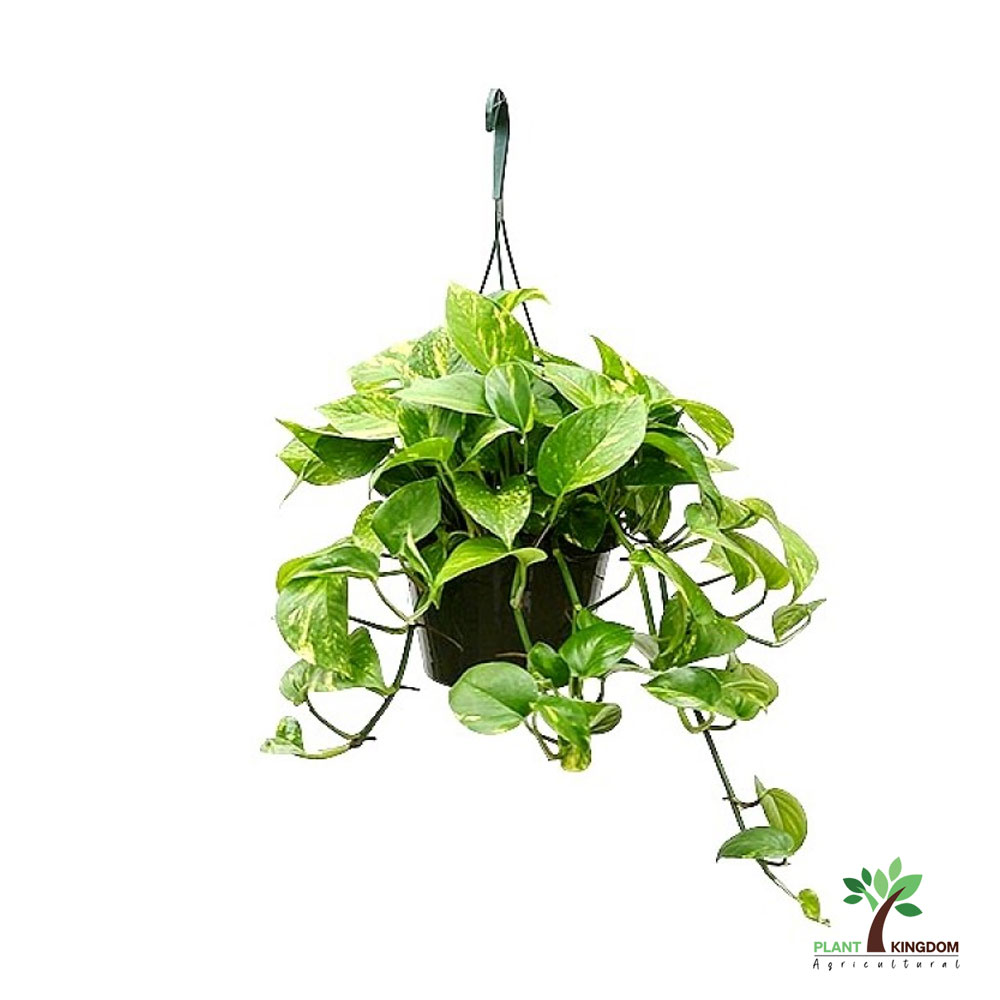 Money Plant Hanging - Plant Kingdom UAE