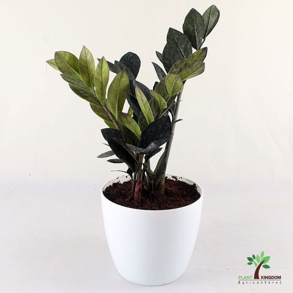 Raven ZZ- Zamioculcas zamiifolia - Plant Kingdom UAE