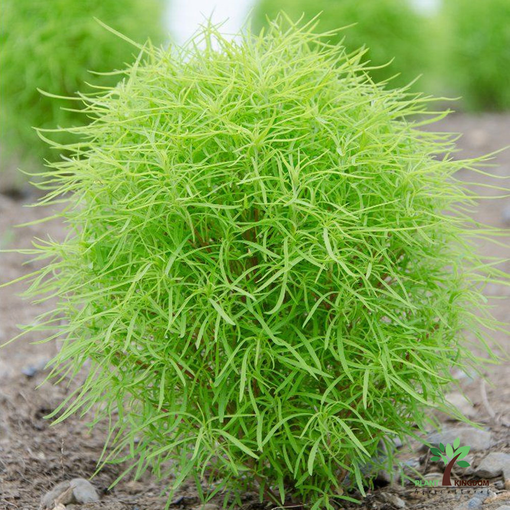 Ehretia Microphylla Ball shape - Plant Kingdom UAE