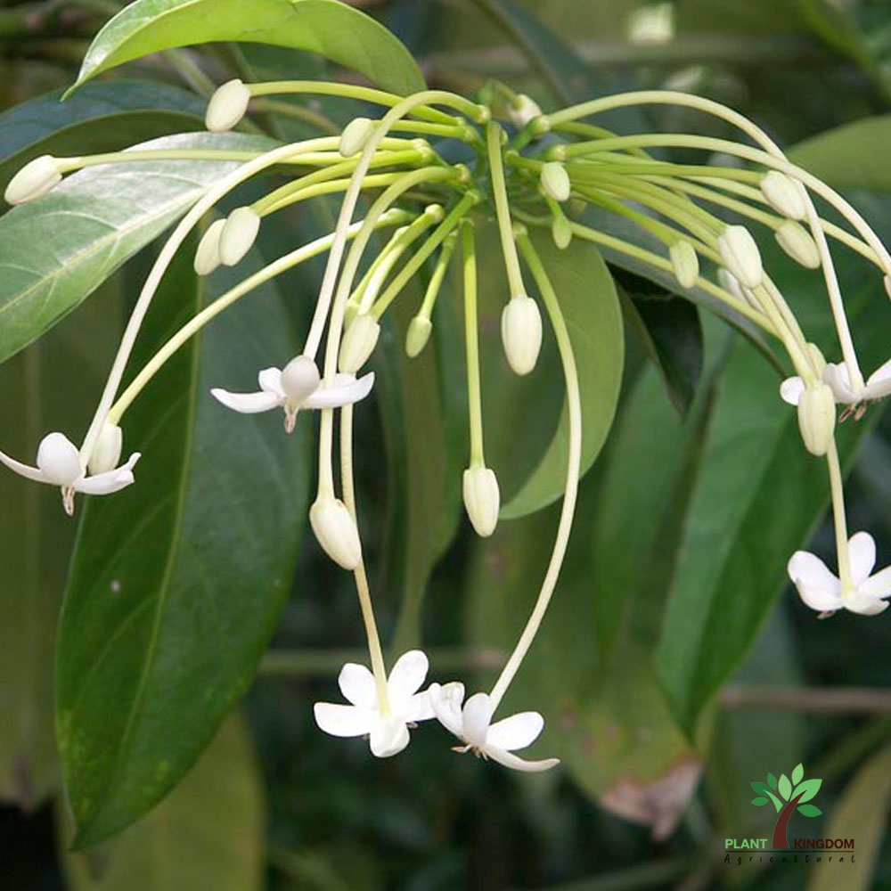 Tree Jasmine-Millingtonia Hortensis - Plant Kingdom UAE