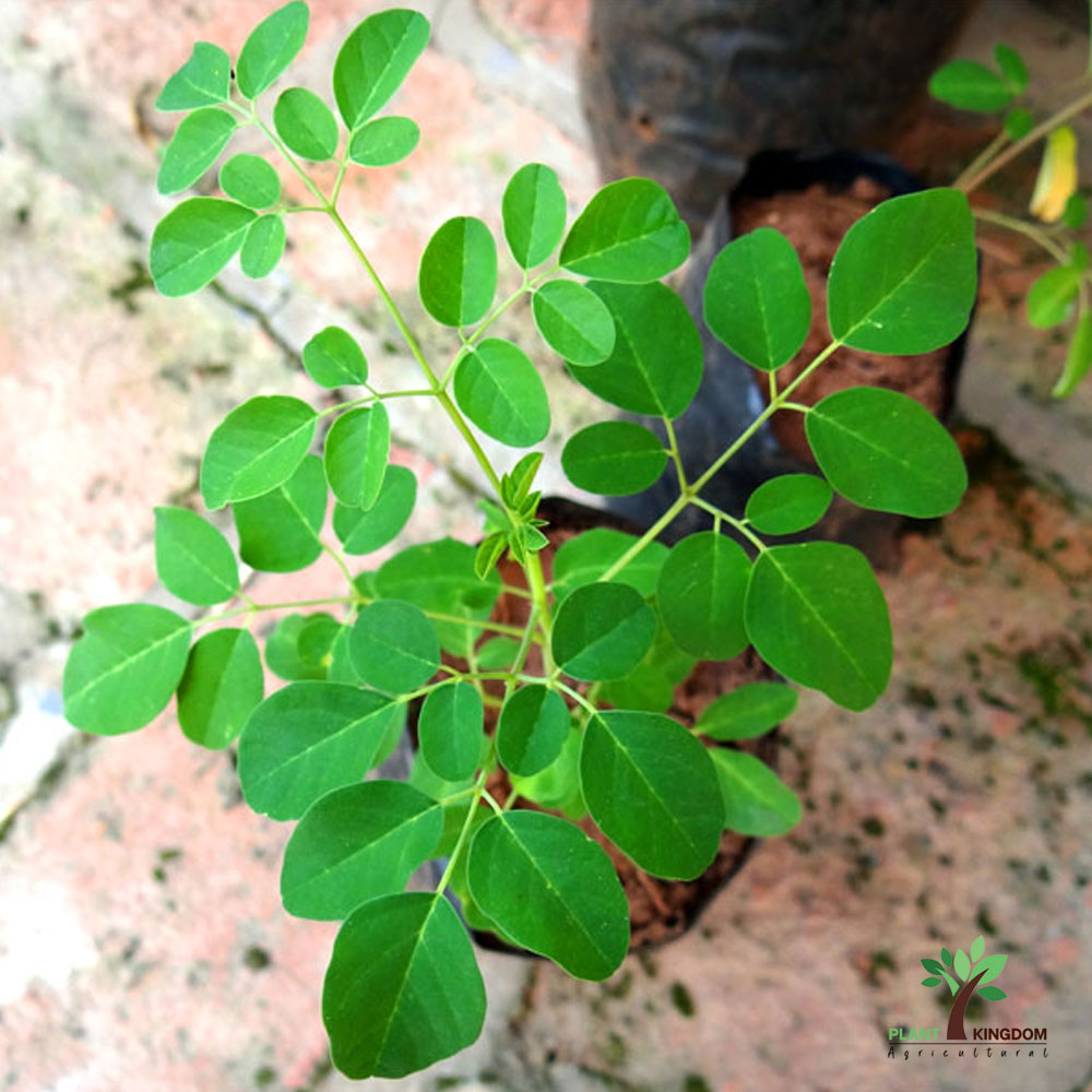 Ehretia Microphylla Cone shape - Plant Kingdom UAE