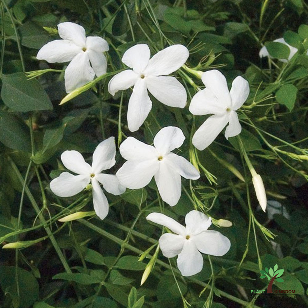 Poets Jasmine-Jasminum Grandiflorum - Plant Kingdom UAE