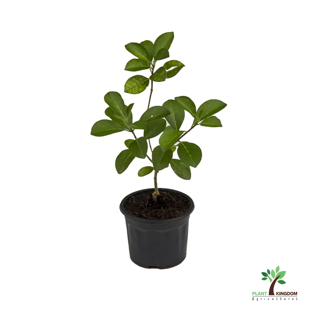 Wild Jasmine-Clerodendrum Inerme - Plant Kingdom UAE