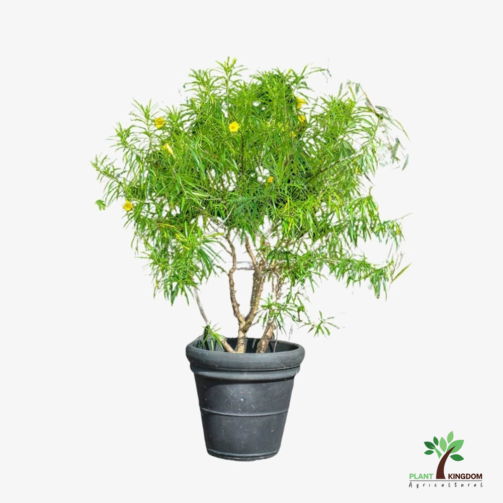 Cascabela Thevetia-Kaner - Plant Kingdom UAE