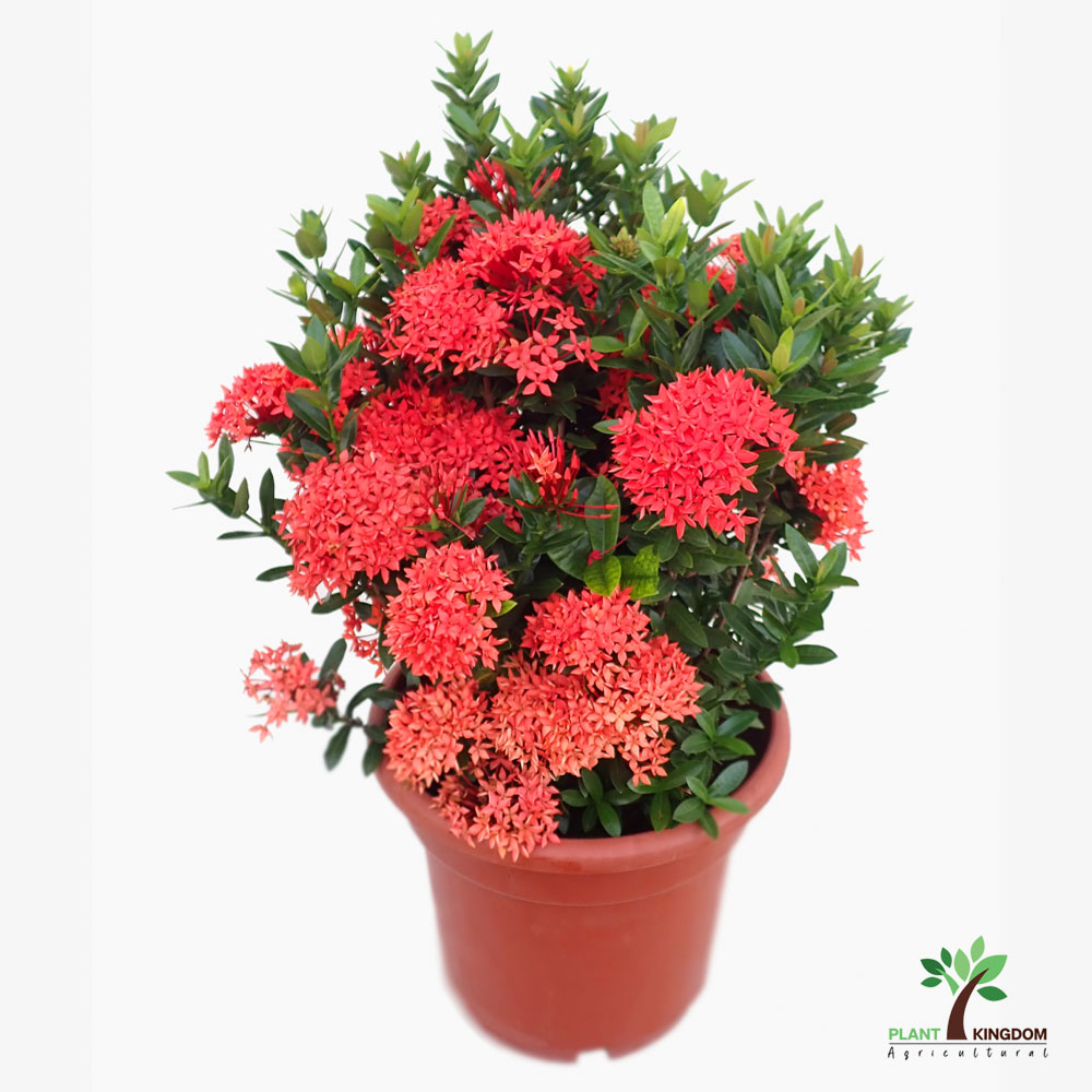 Ixora-Ixora Coccinea - Plant Kingdom UAE