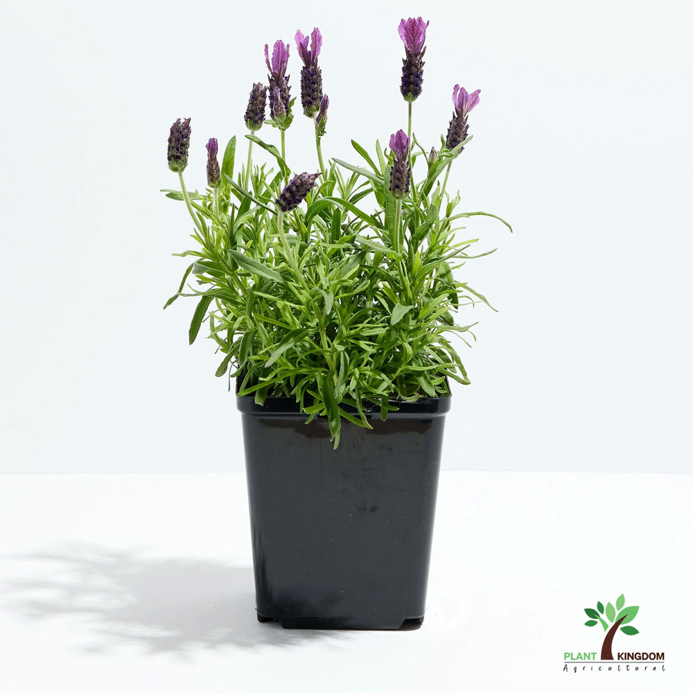 Lavender – Lavandula Dentata - Plant Kingdom UAE
