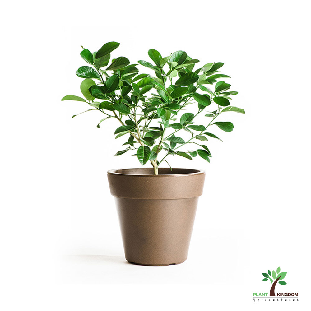 Ehretia Microphylla Cone shape - Plant Kingdom UAE