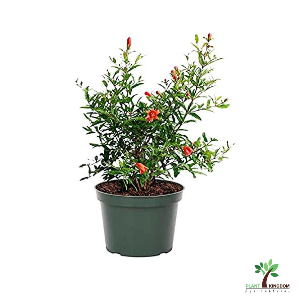 Carpentaria Palm – Carpentaria Acuminata - Plant Kingdom UAE