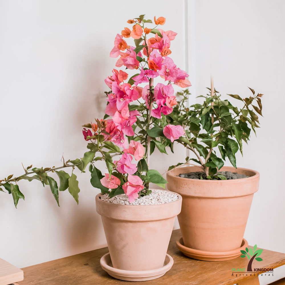 Ehretia Microphylla Cone shape - Plant Kingdom UAE