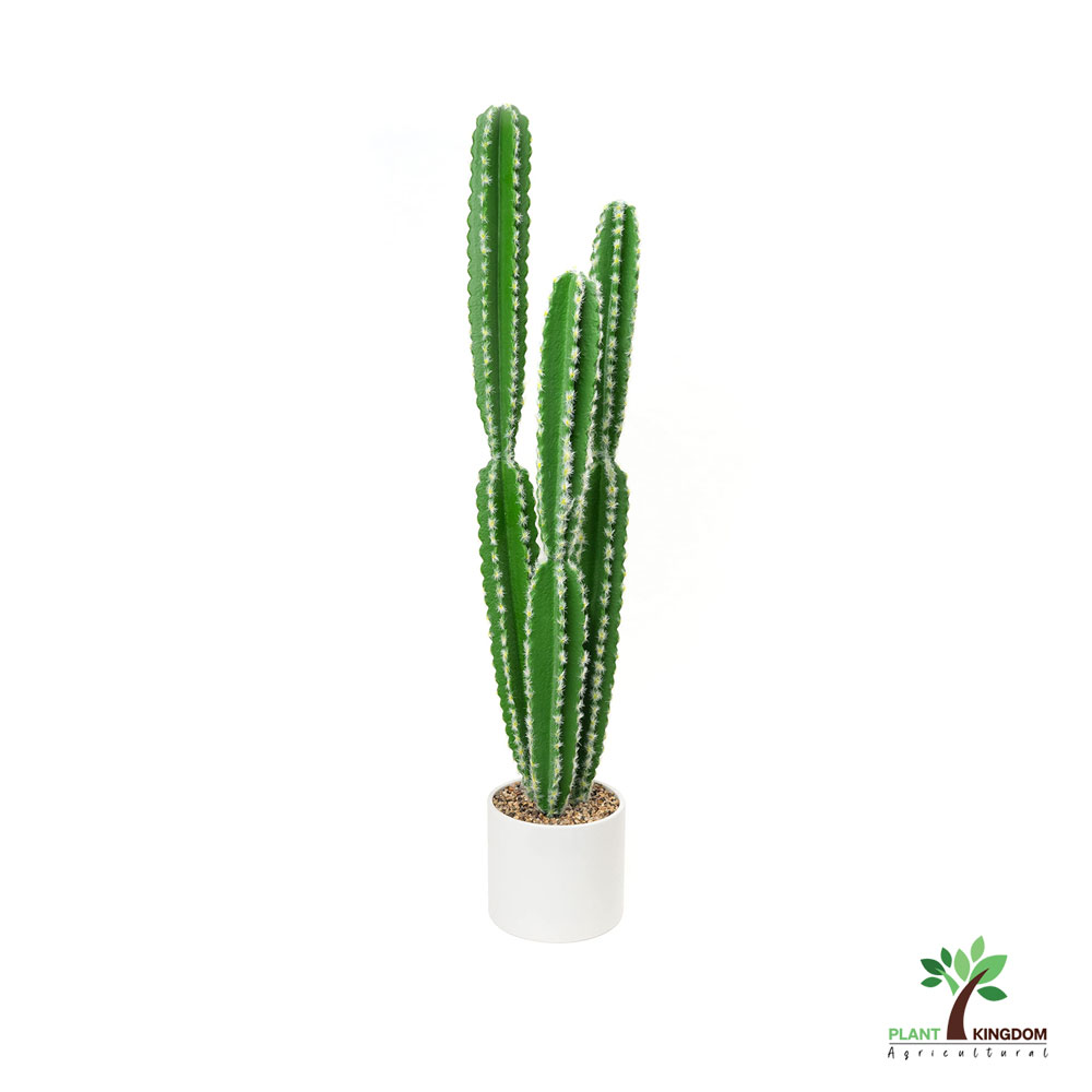 Black Spiky Cactus – Cactus & Succulent - Plant Kingdom UAE