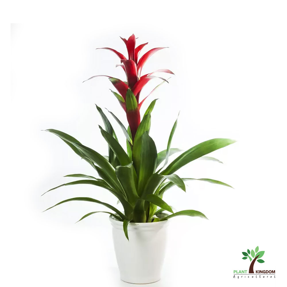 Guzmania - Plant Kingdom UAE