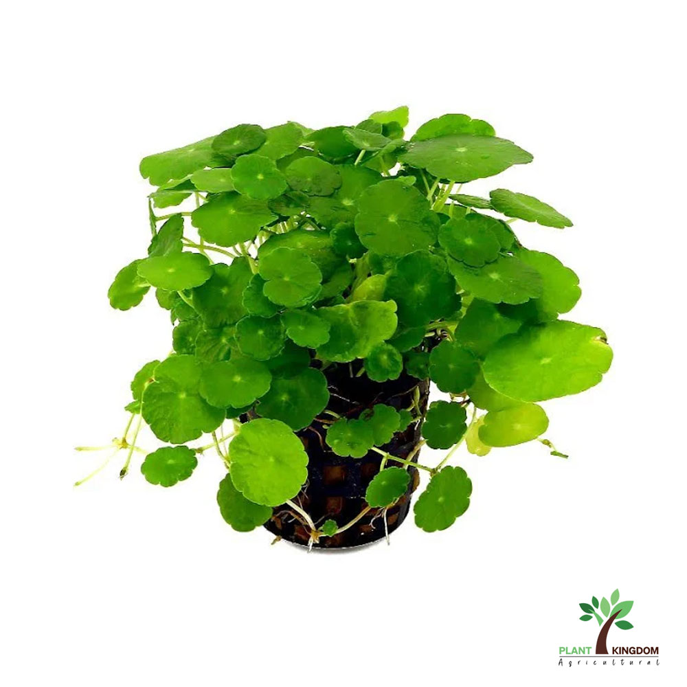 India Pennywort – Centella Asiatica - Plant Kingdom UAE