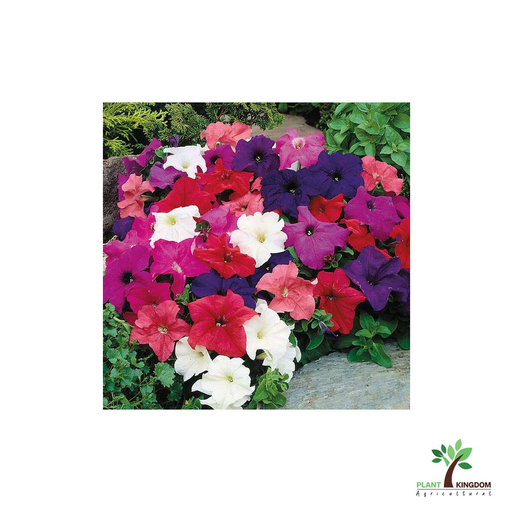 Petunia Ibrida Nana Mix Flowers Seeds - Plant Kingdom UAE