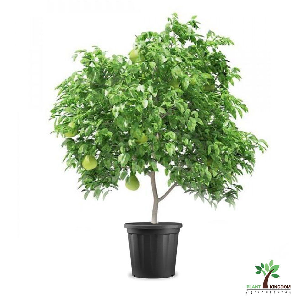 Pomelo-Citrus Maxima - Plant Kingdom UAE