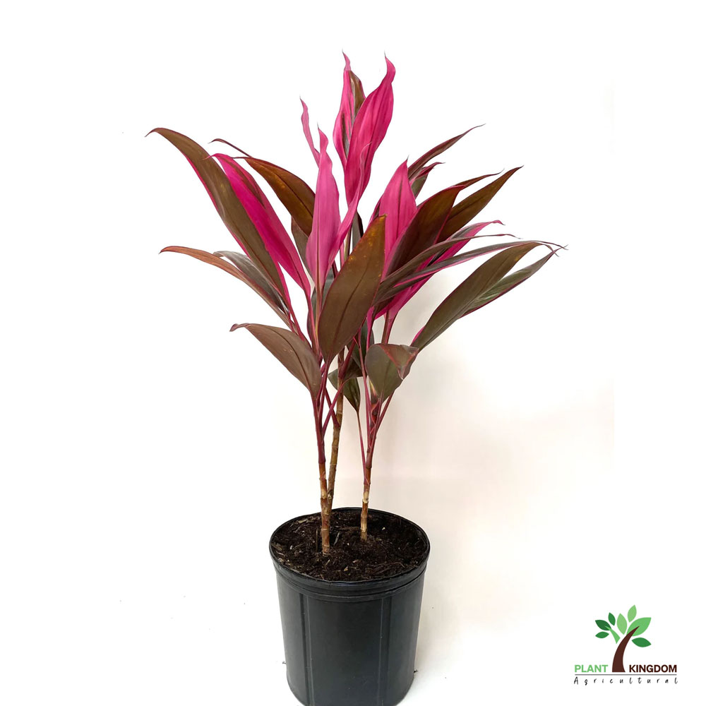 Ti Plants - Plant Kingdom UAE