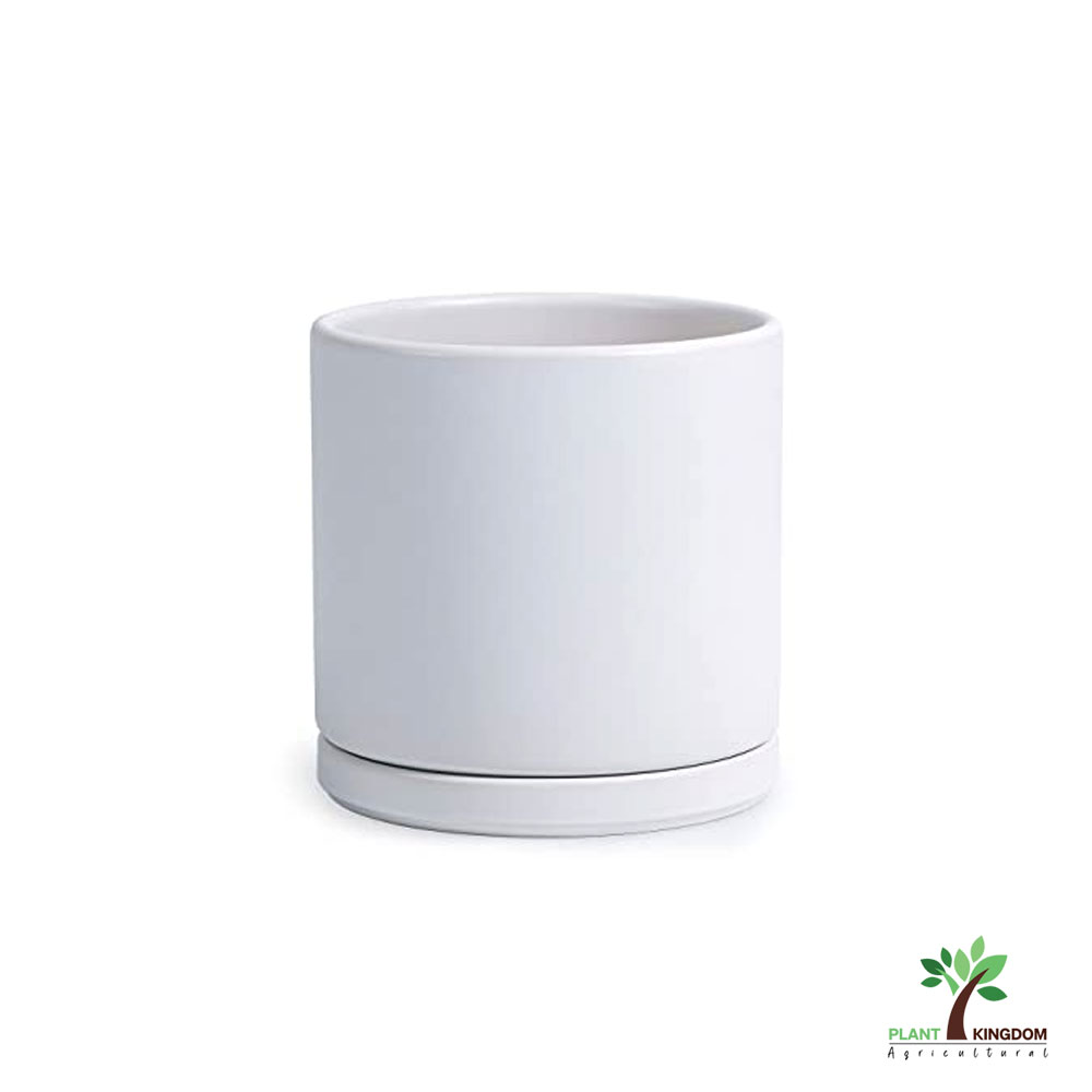 Self Watering Indoor Transparent Pot - Plant Kingdom UAE