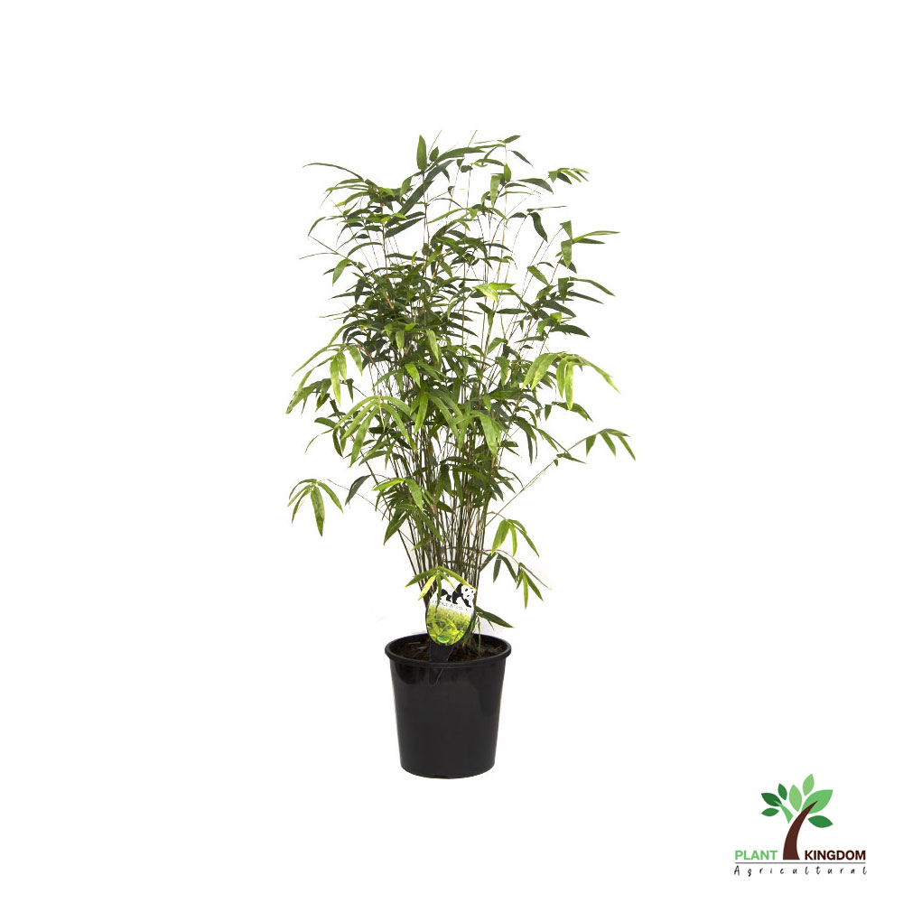 Bambusa Multiplex – Chinese Dwarf Bamboo - Plant Kingdom UAE
