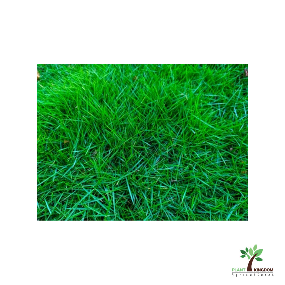 Zoysia Japonica – Korean Lawn Grass - Plant Kingdom UAE